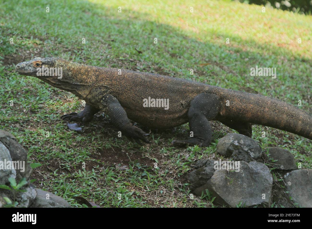 Komodo dragon tail attack hi-res stock photography and images - Alamy