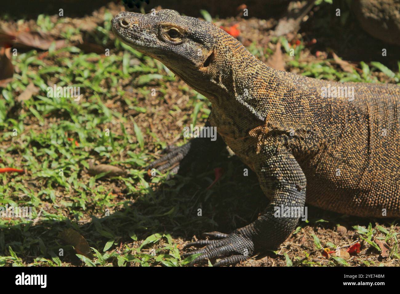 Komodo dragon tail attack hi-res stock photography and images - Alamy