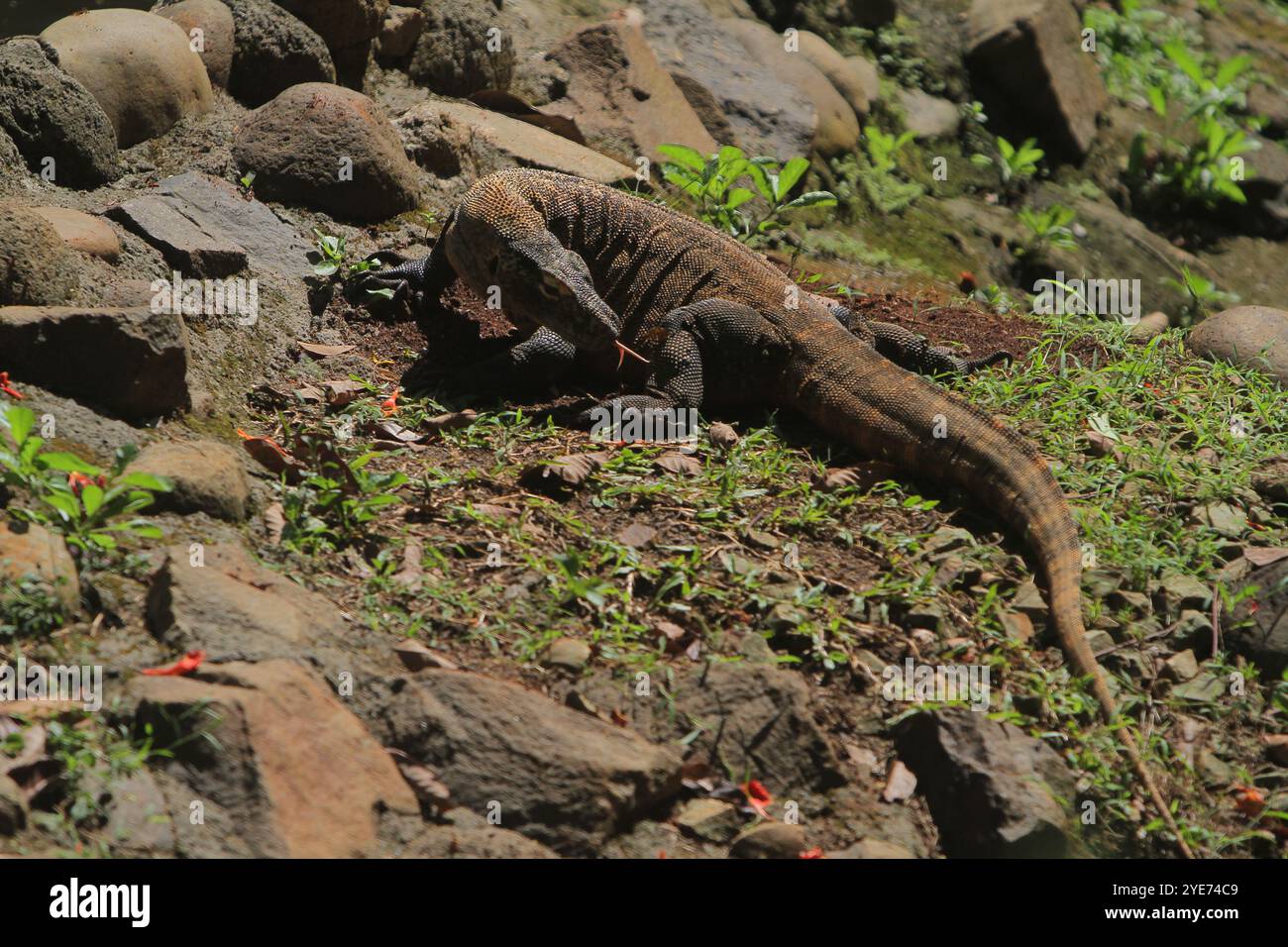 a young Komodo dragon wanders around looking for prey in the morning ...