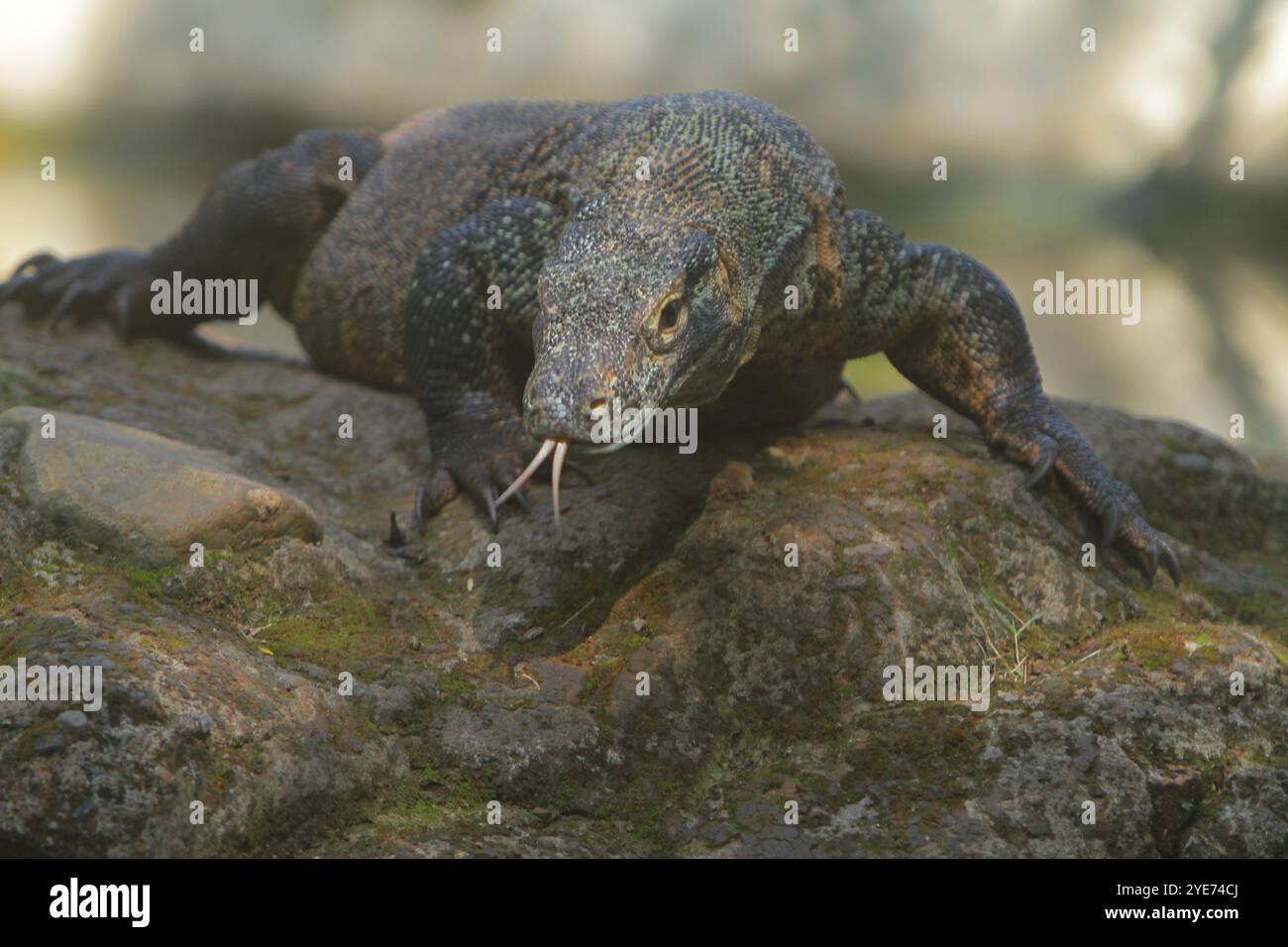 a young Komodo dragon wanders around looking for prey in the morning ...