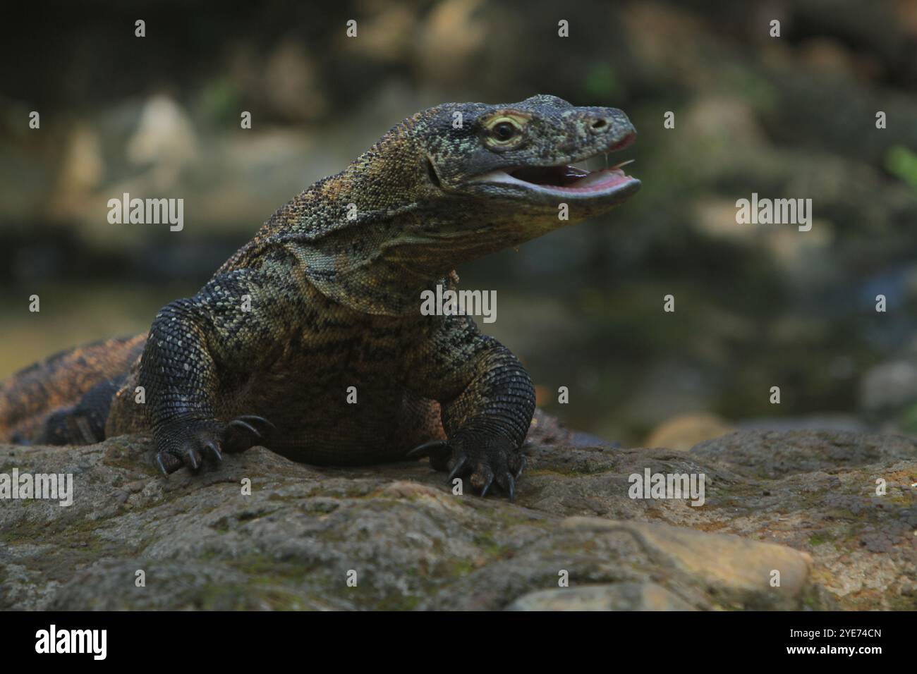 a young komodo dragon basking on the rocks in the morning while smiling ...