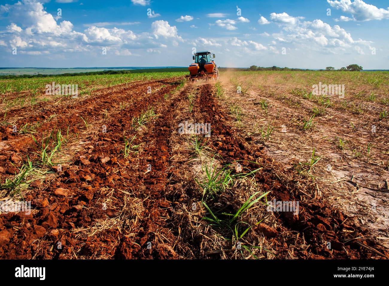 Tractor makes fertilization and liming in Sugar cane field Stock Photo - Alamy