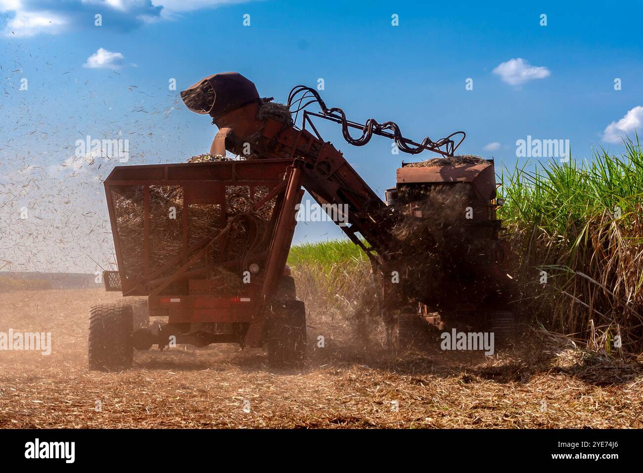 Harvesting machine working in sugar cane field in Brazil Stock Photo ...