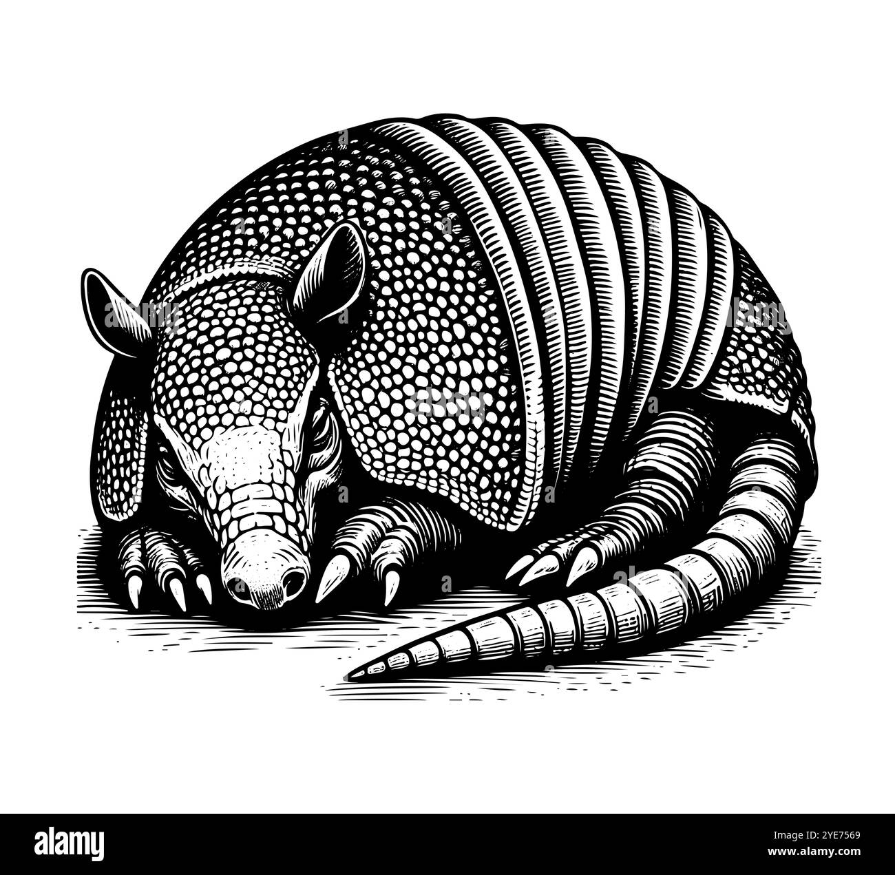 Armadillo hand drawn vintage vector illustration Stock Vector Image & Art - Alamy