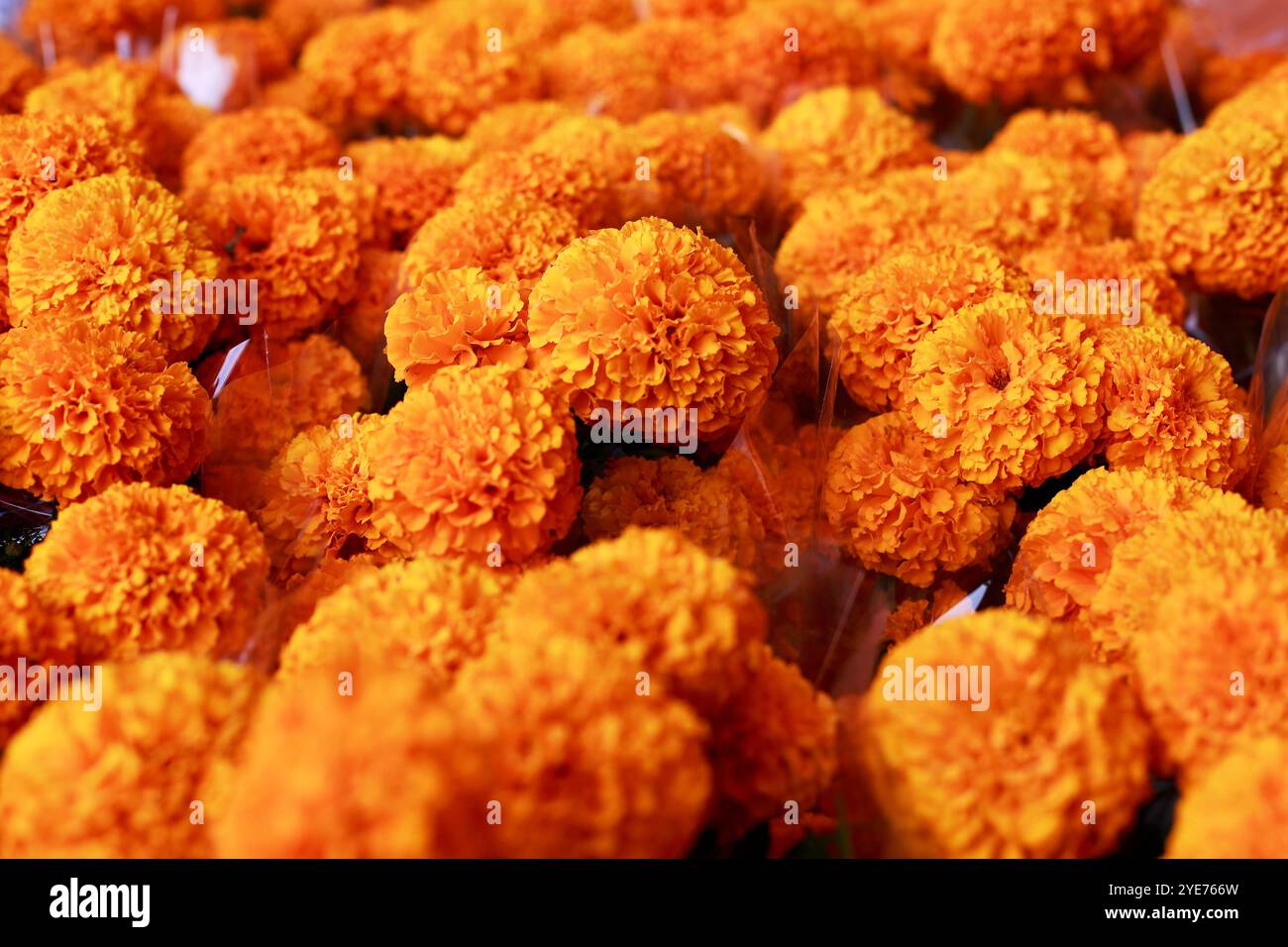 Cempasuchil flower arrangements for the Day of the Dead Stock Photo - Alamy
