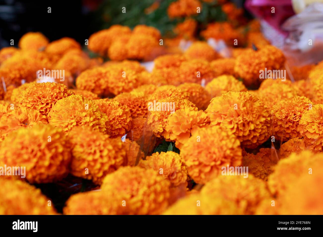 Cempasuchil flower arrangements for the Day of the Dead Stock Photo - Alamy