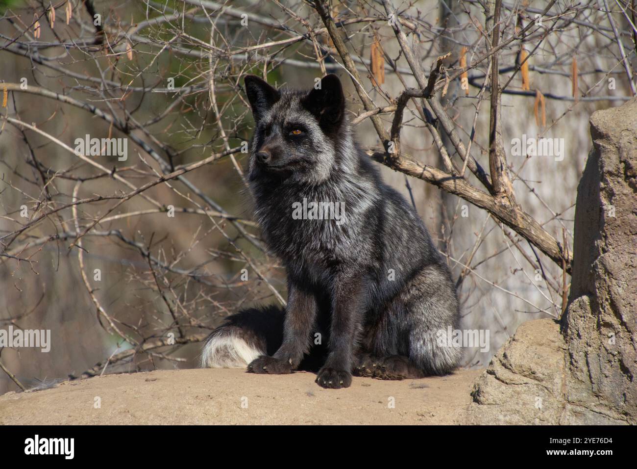 A Silver Fox Stock Photo - Alamy
