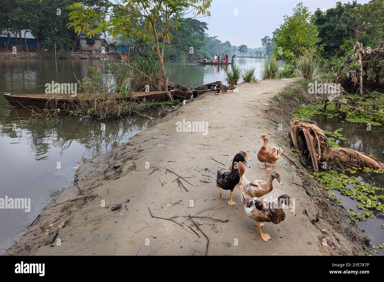 Feni flood 2024 hi-res stock photography and images - Alamy
