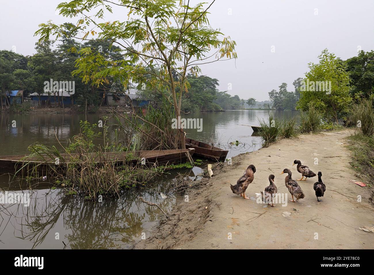 FENI, BANGLADESH - OCTOBER 16: DUcks are seen near the lake in a rural ...