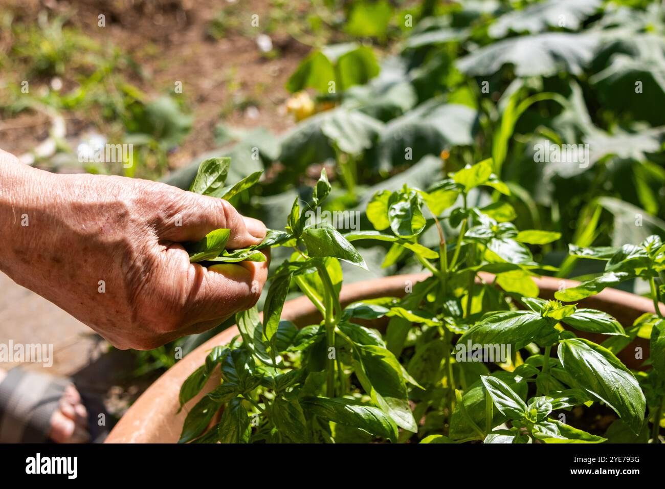 Man picking basil from a vase Stock Photo - Alamy
