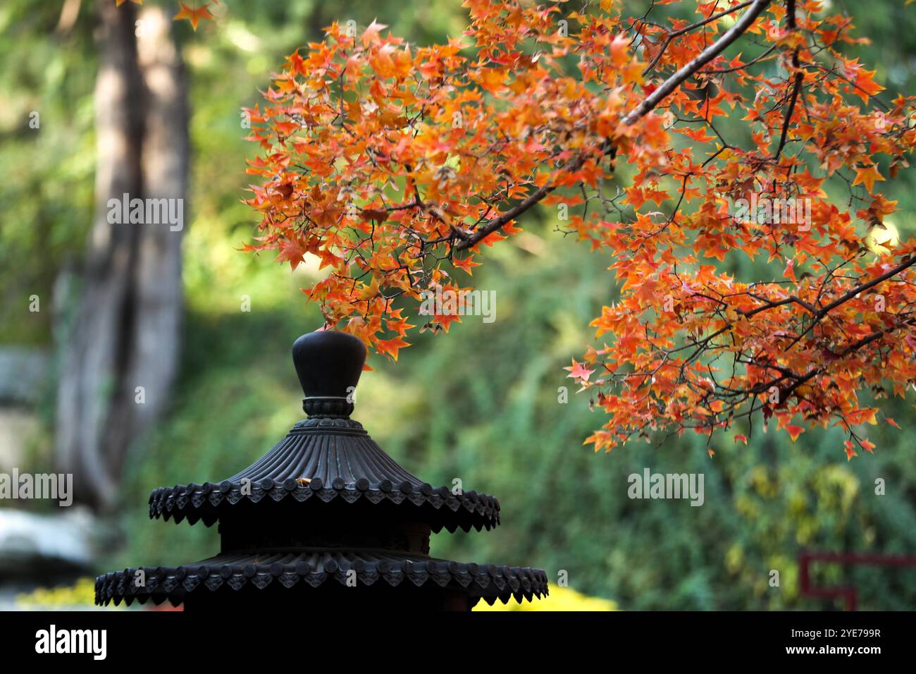 **CHINESE MAINLAND, HONG KONG, MACAU AND TAIWAN OUT** Red maple leaves ...