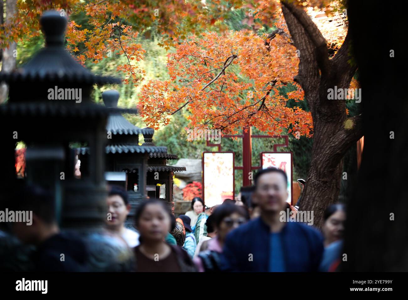 **CHINESE MAINLAND, HONG KONG, MACAU AND TAIWAN OUT** Red maple leaves ...