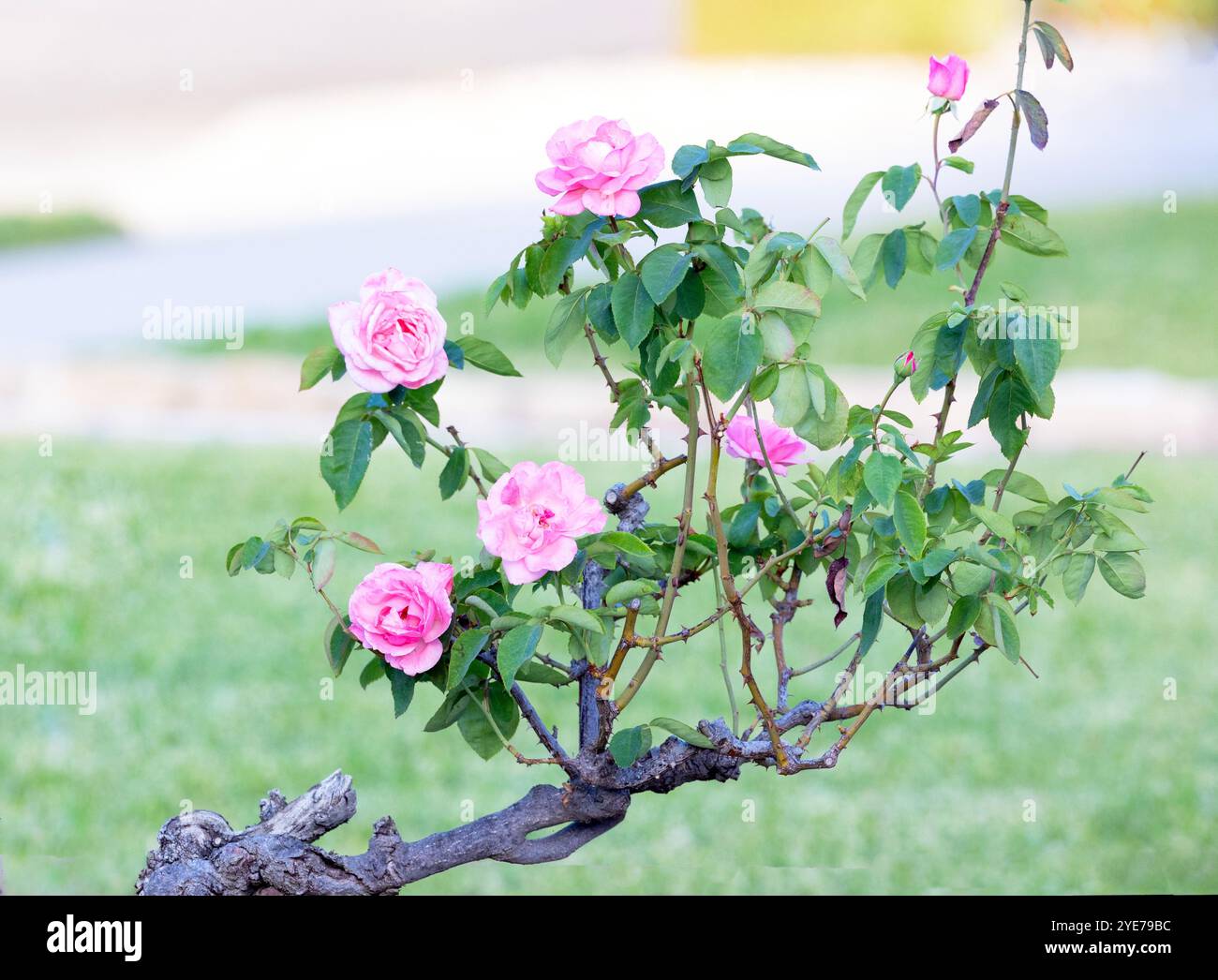 The rose bush hi-res stock photography and images - Alamy