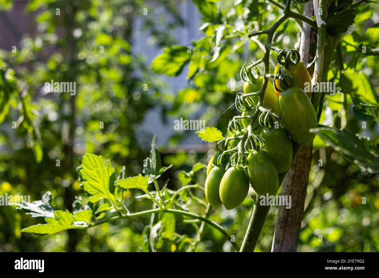 Tomato garden layout hi-res stock photography and images - Alamy