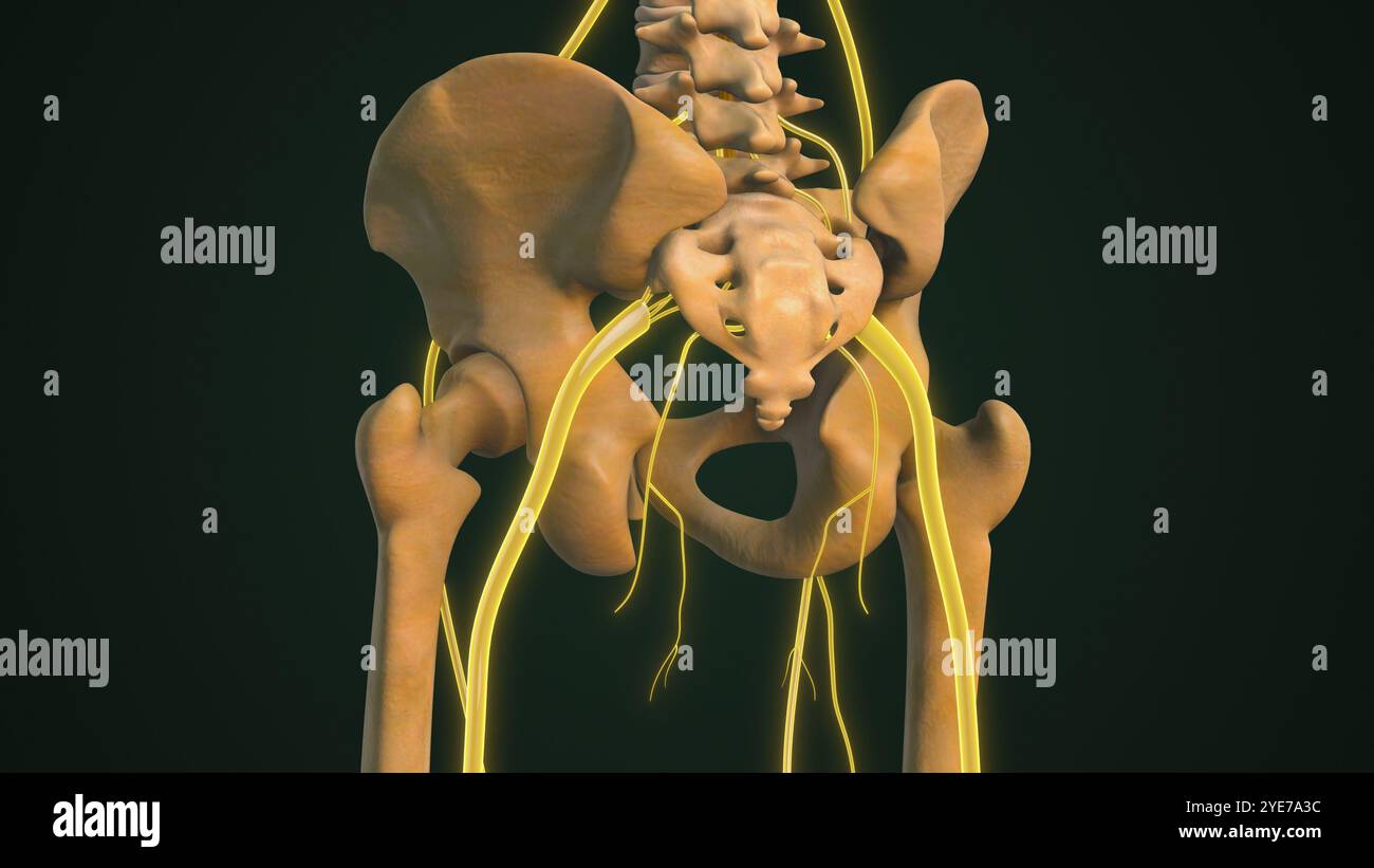Highlighted Sciatica Nerve with Bone Structure Stock Photo - Alamy