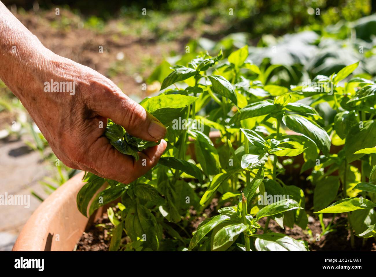Basil mulch hi-res stock photography and images - Alamy
