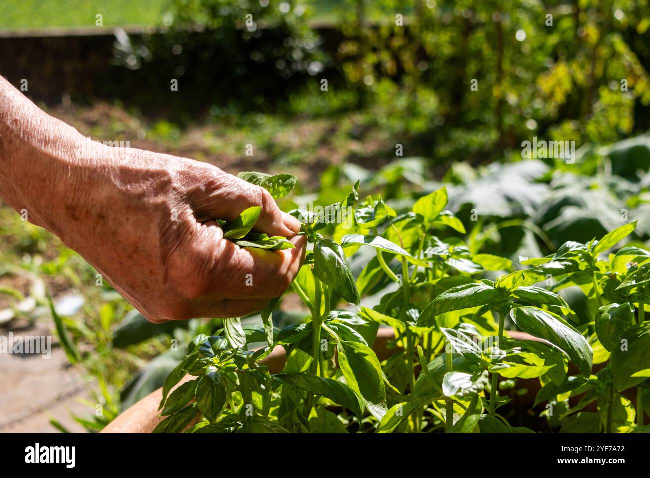 Man picking basil from a vase Stock Photo - Alamy