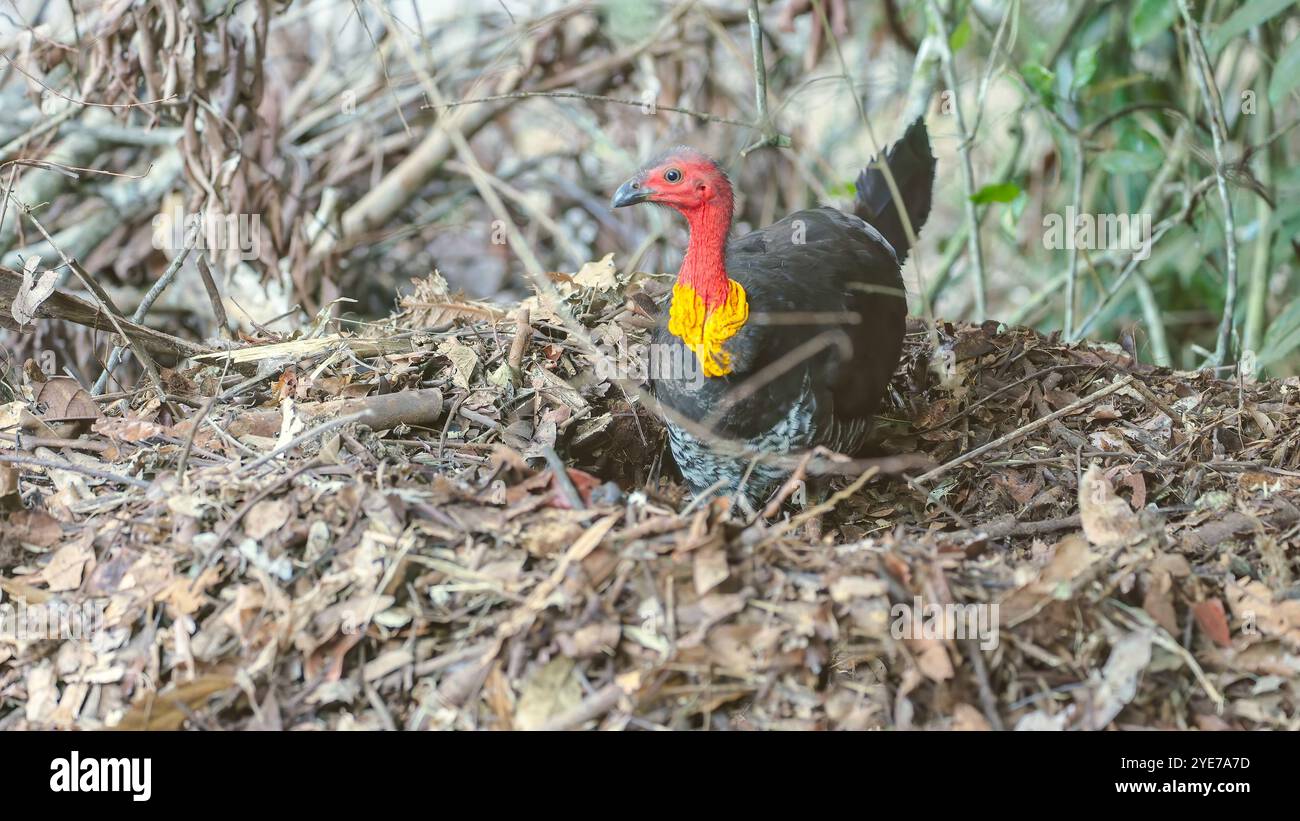 a close up of an australian brush-turkey building a nest mound at a ...