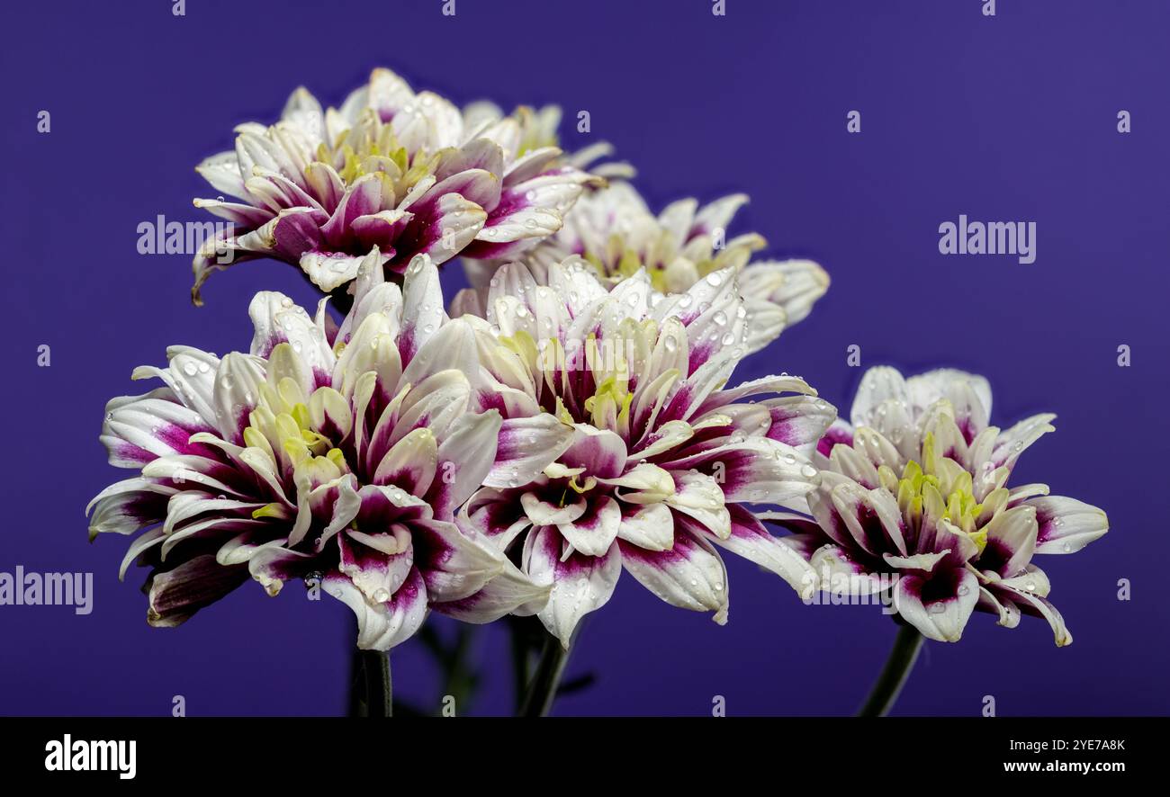 Beautiful blooming Dahlia Rebecca World on a purple background. Flower ...