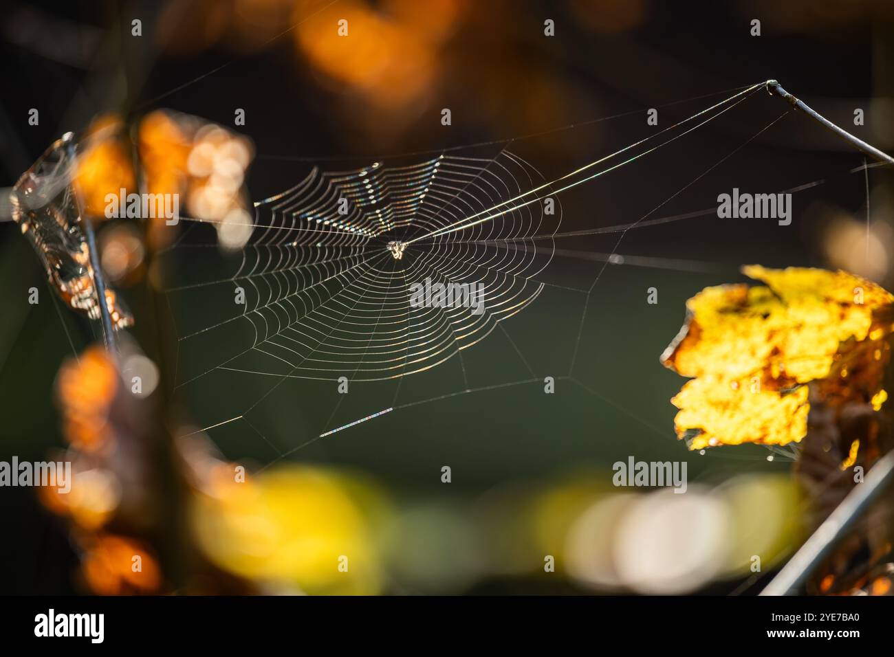 29 October 2024, Baden-Württemberg, Löffingen: A spider's web can be ...