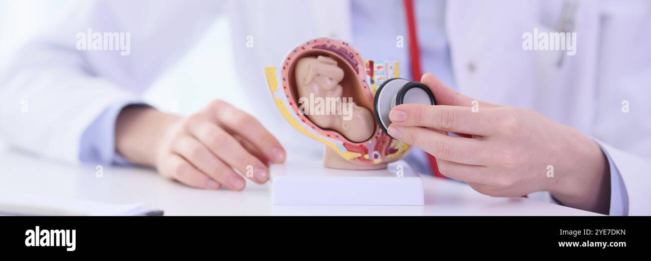 Gynecologist in work uniform holds fetus artificial model Stock Photo ...