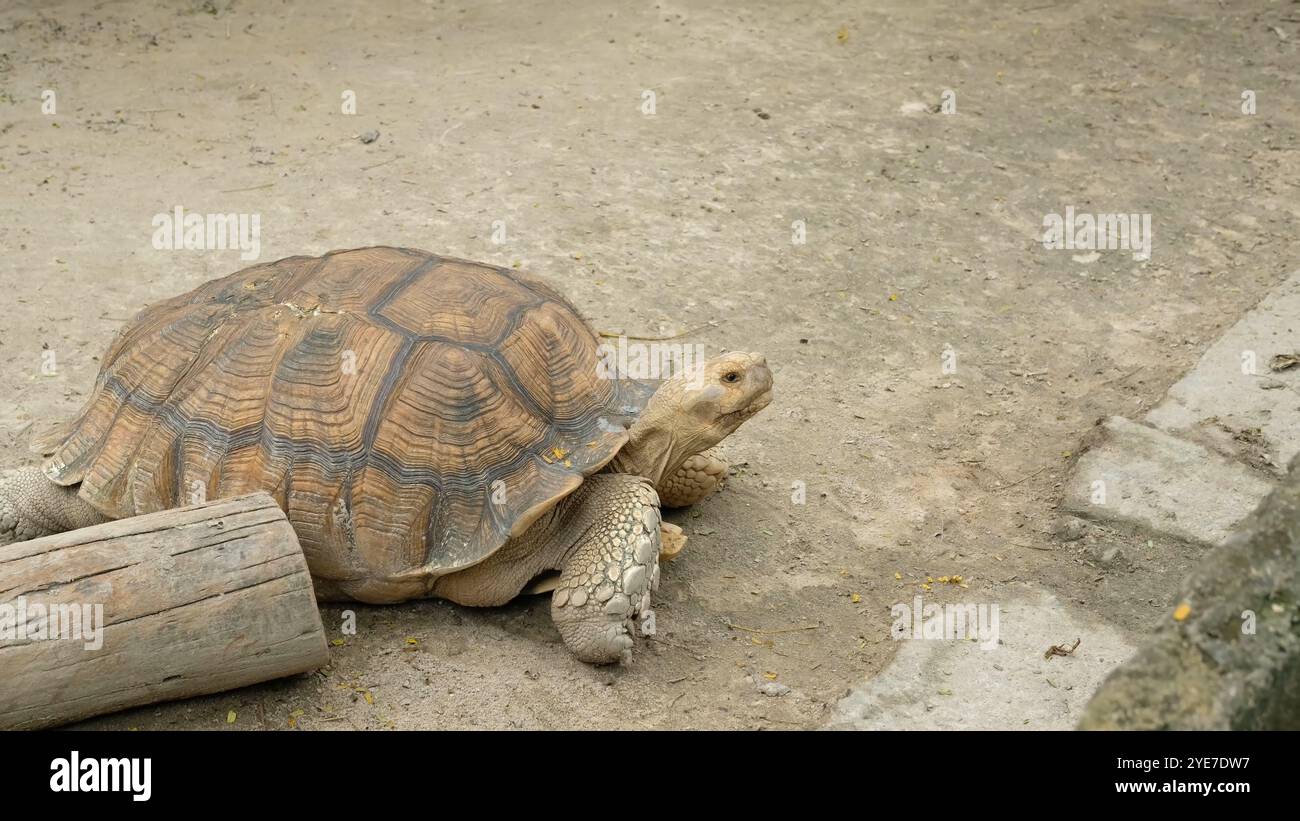 Turtles and daily activities Stock Photo - Alamy