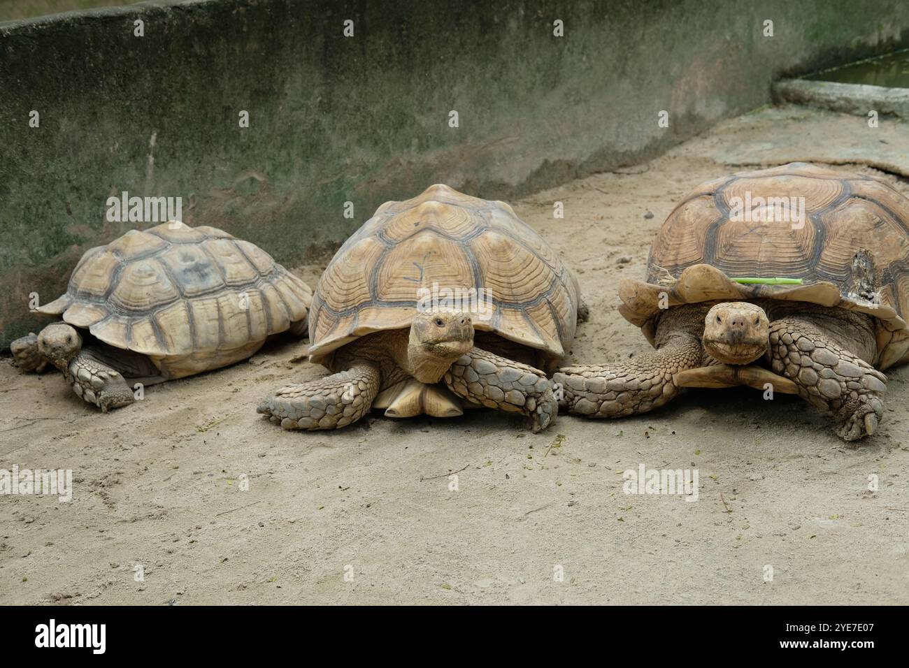 Turtles and daily activities Stock Photo - Alamy