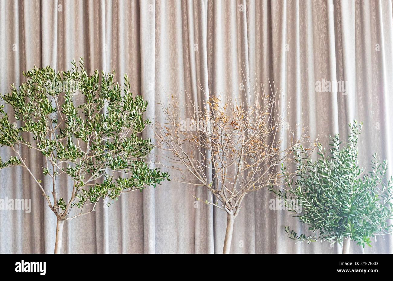 Live plants hi-res stock photography and images - Alamy