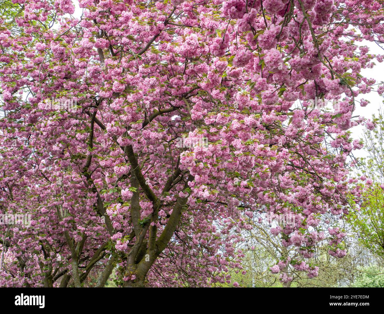 Majestic cherry tree hi-res stock photography and images - Alamy