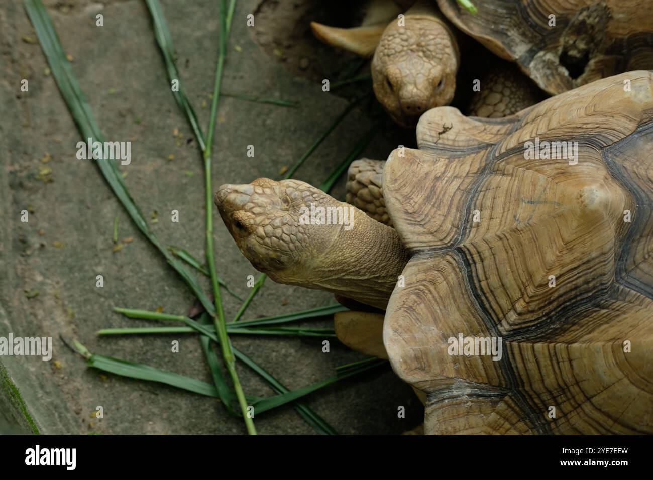 Turtles and daily activities Stock Photo - Alamy