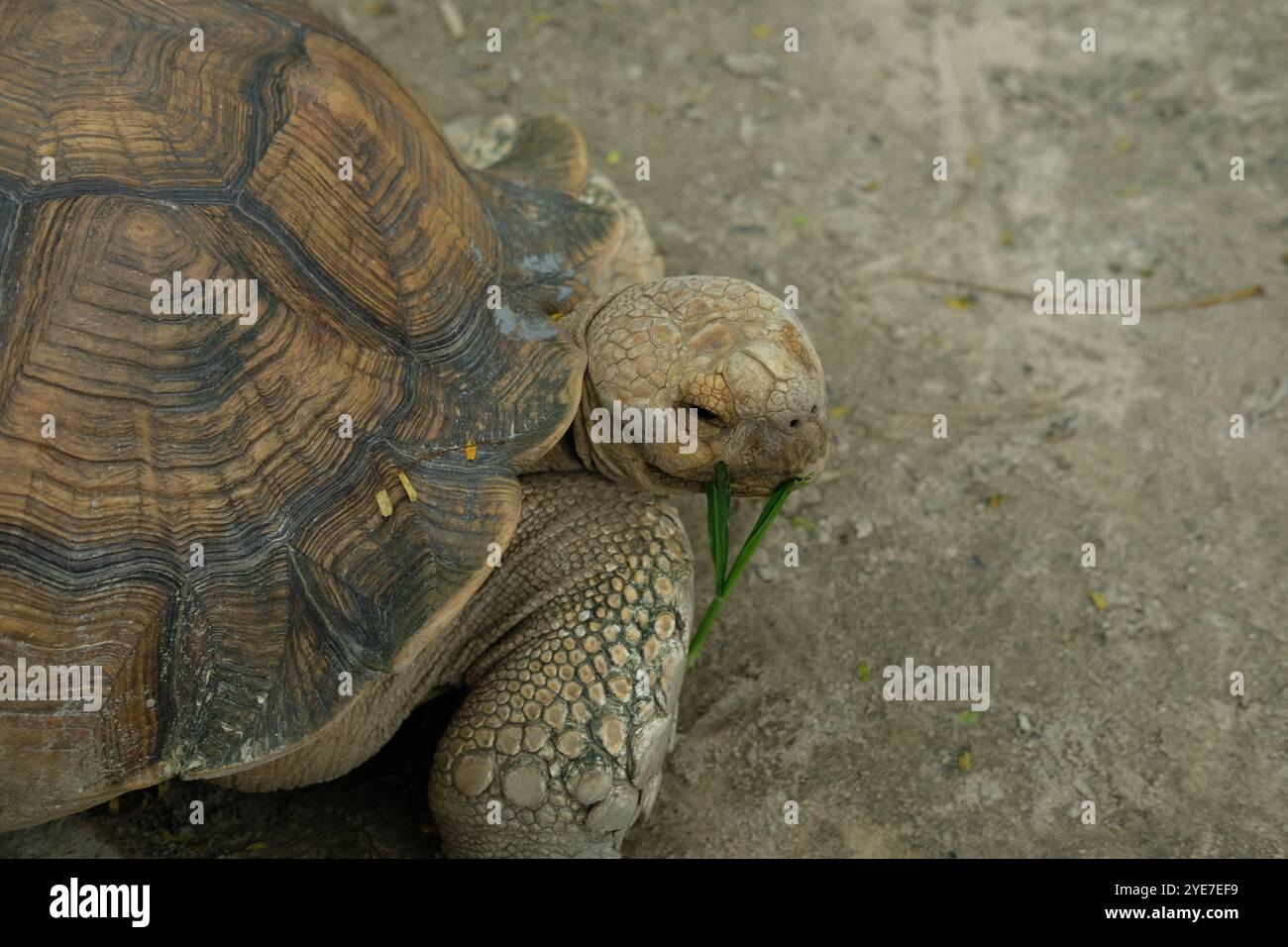 Turtles and daily activities Stock Photo - Alamy
