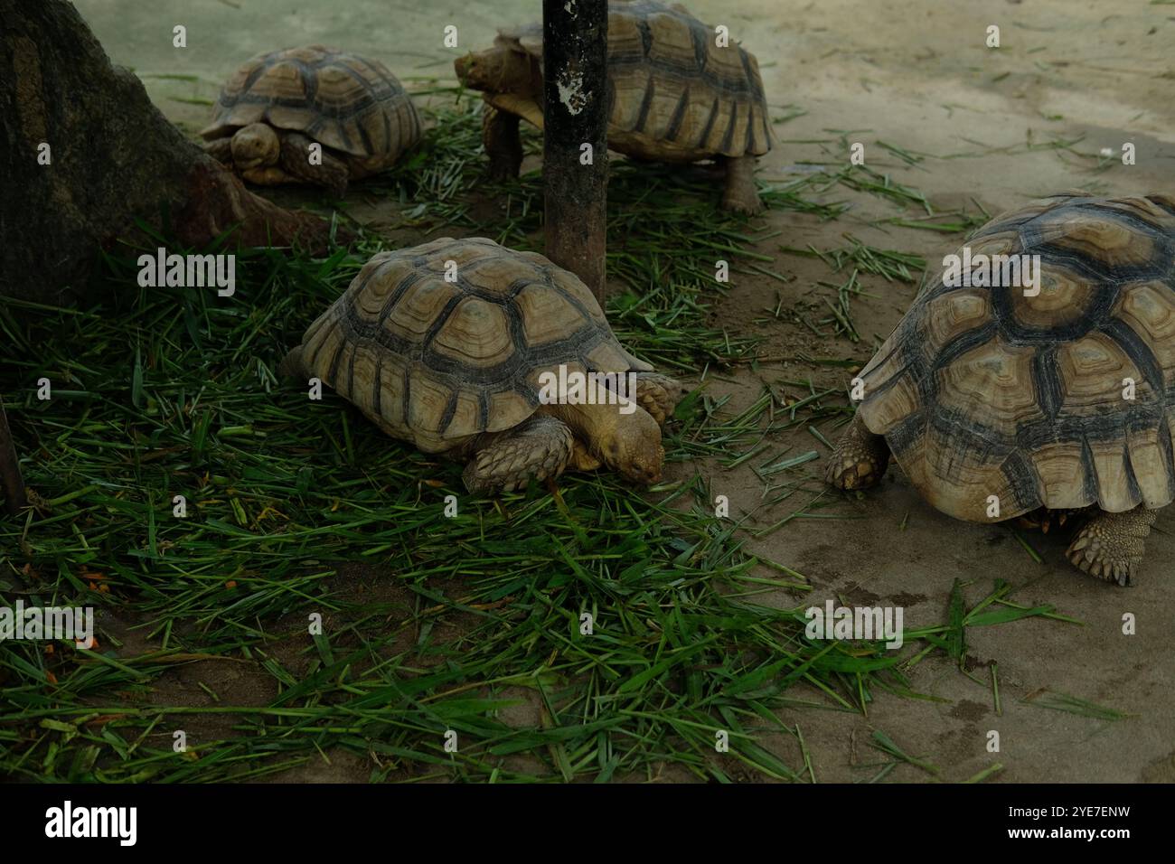 Turtles and daily activities Stock Photo - Alamy
