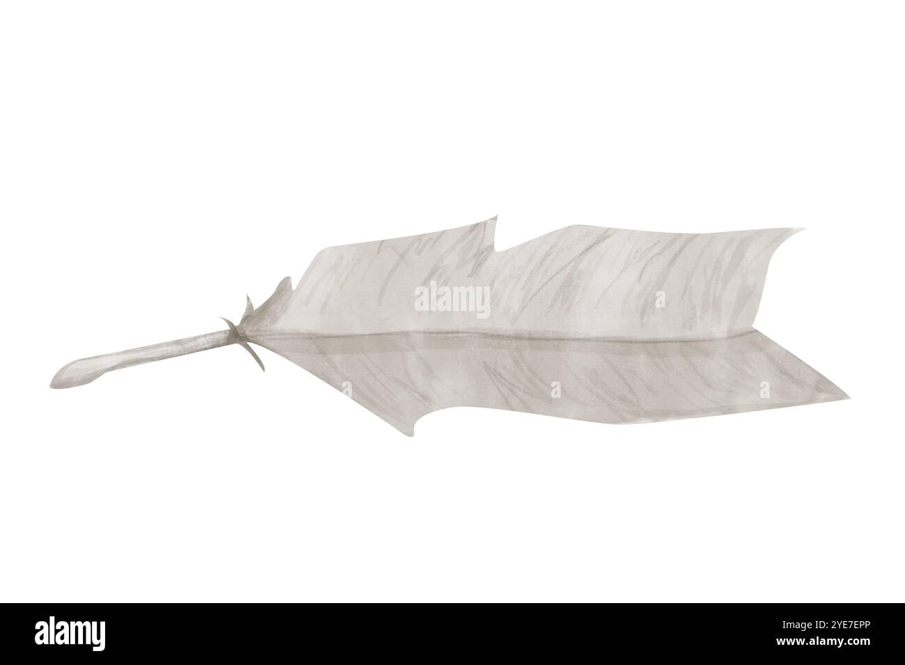 Illustration Watercolor Bird Feather Antique Monochrome. Digital ...