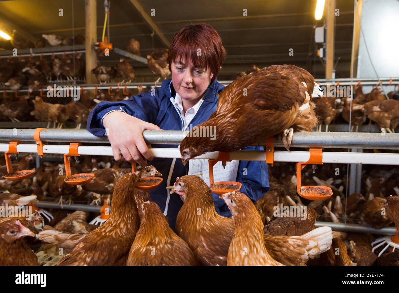 RSPCA Assured accredited welfare inspector with farmworker checking ...