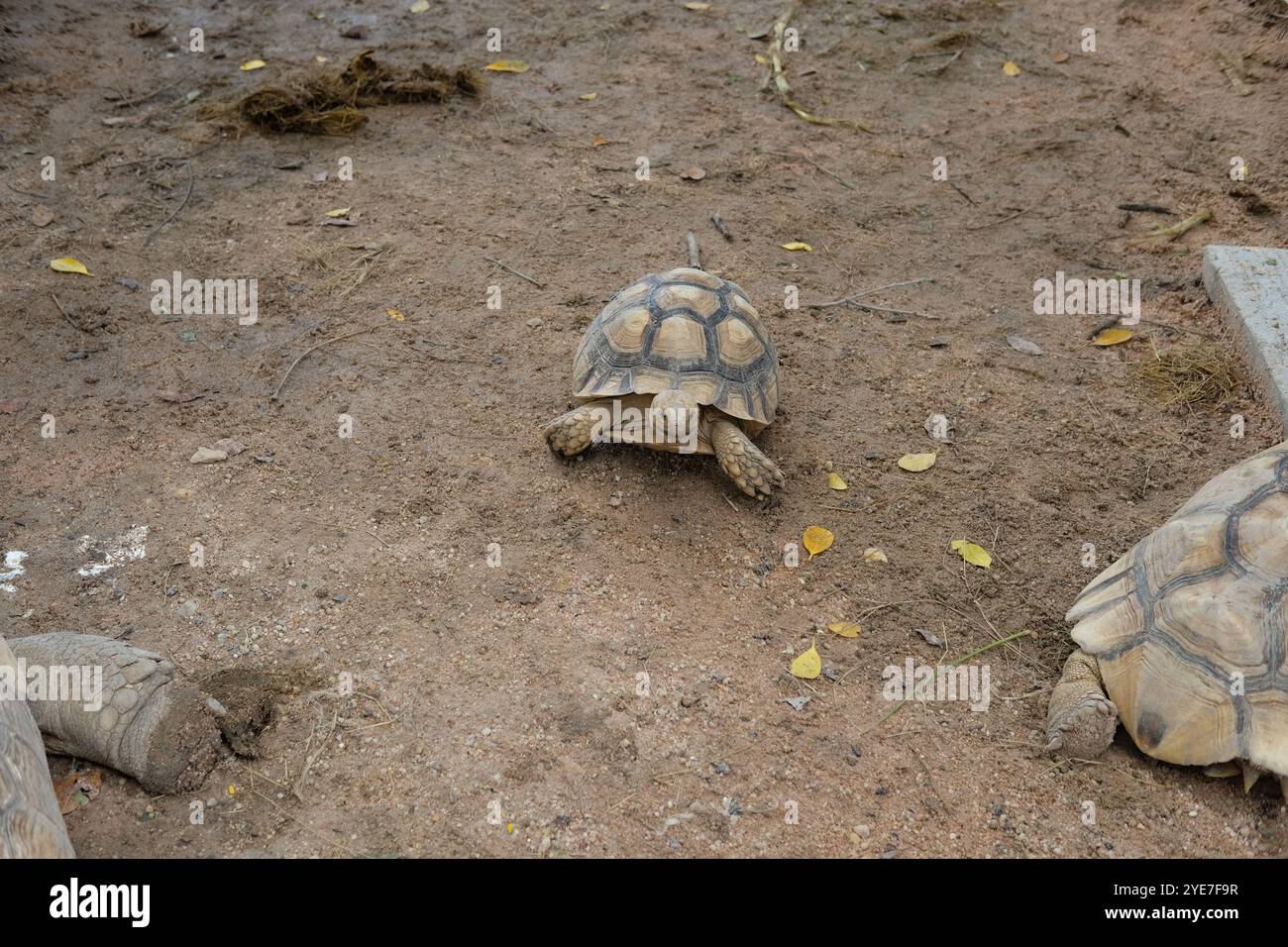 Turtles legs hi-res stock photography and images - Alamy