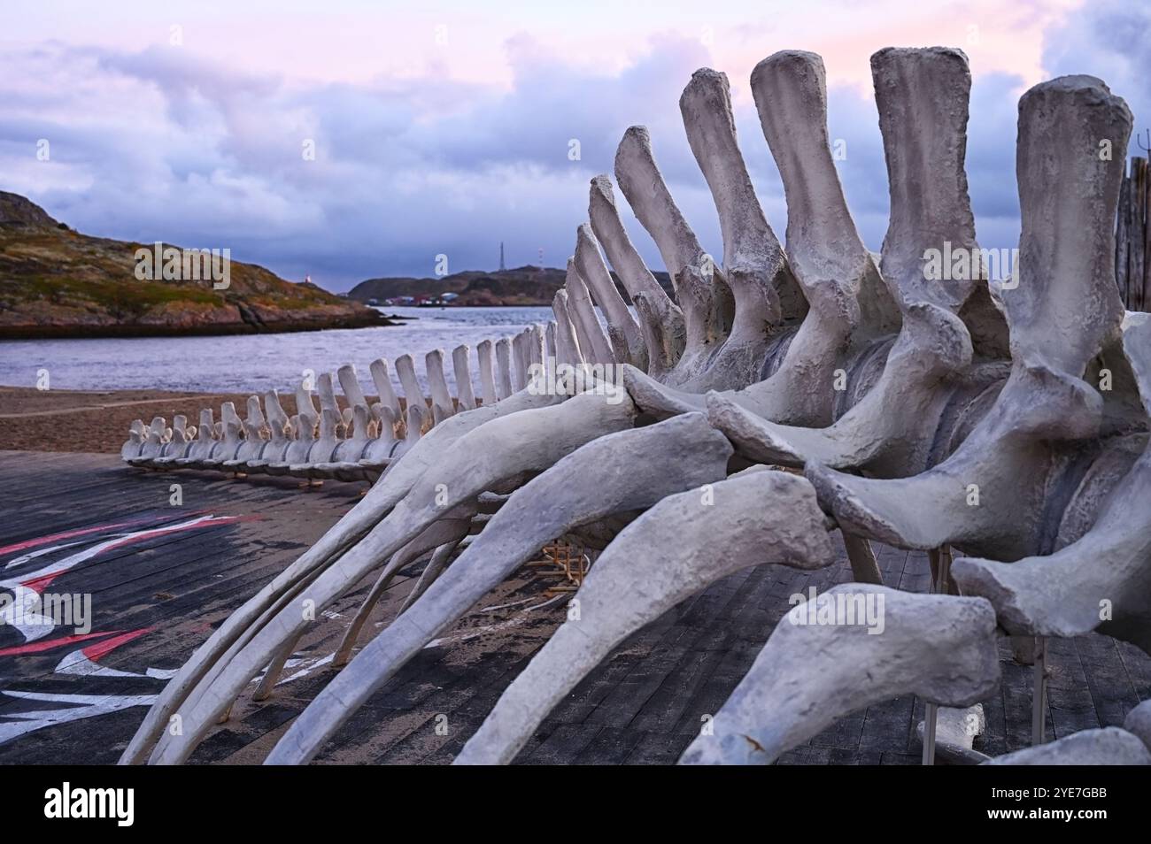 A whale skeleton on the shore of the Barents Sea on the Kola Peninsula ...