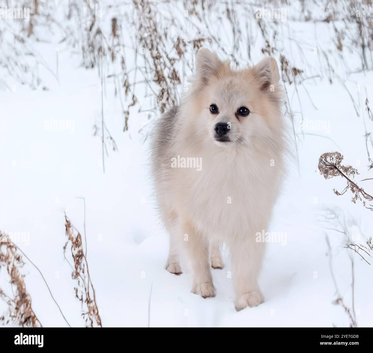 Japanese Spitz in front of white background Stock Photo - Alamy