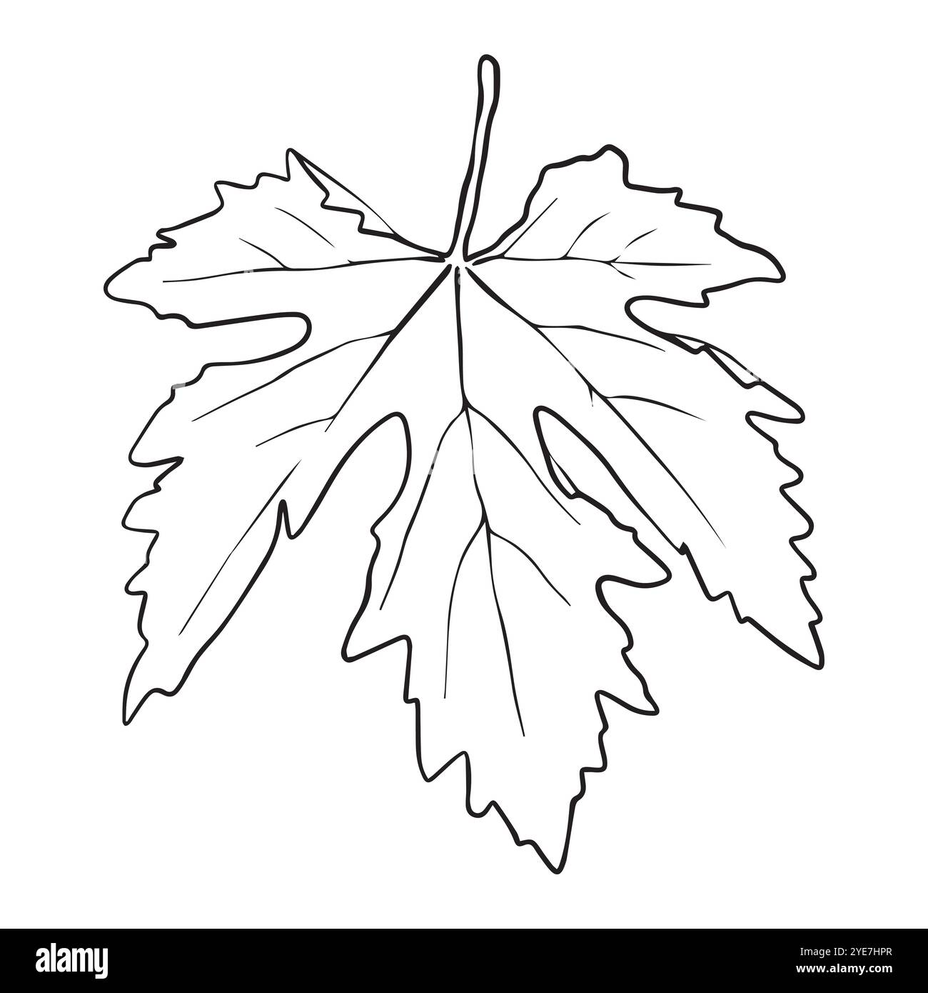 Grapevine leaves drawing on Stock Vector Images - Alamy