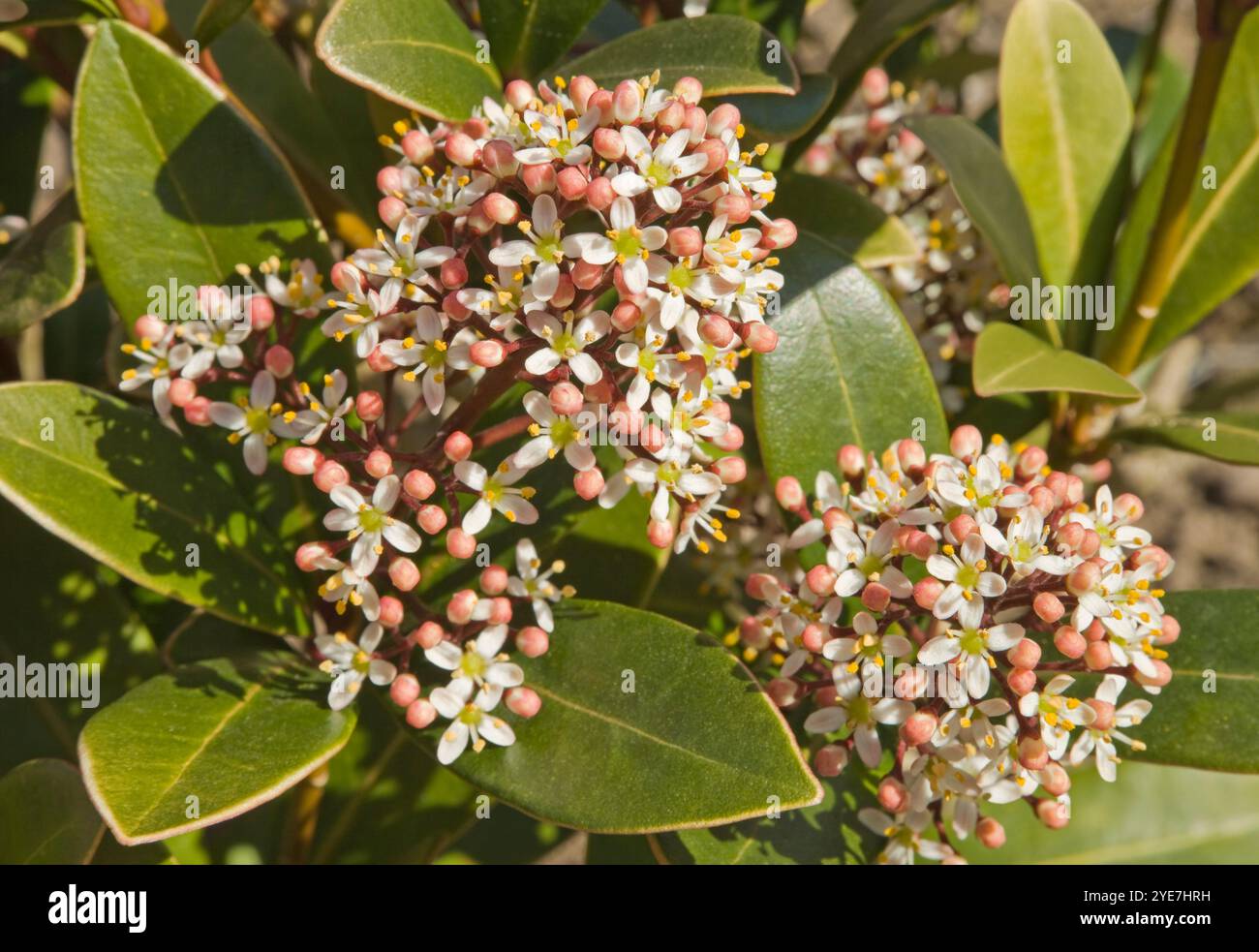Skimmia japonica "Rubella" in flower Stock Photo - Alamy