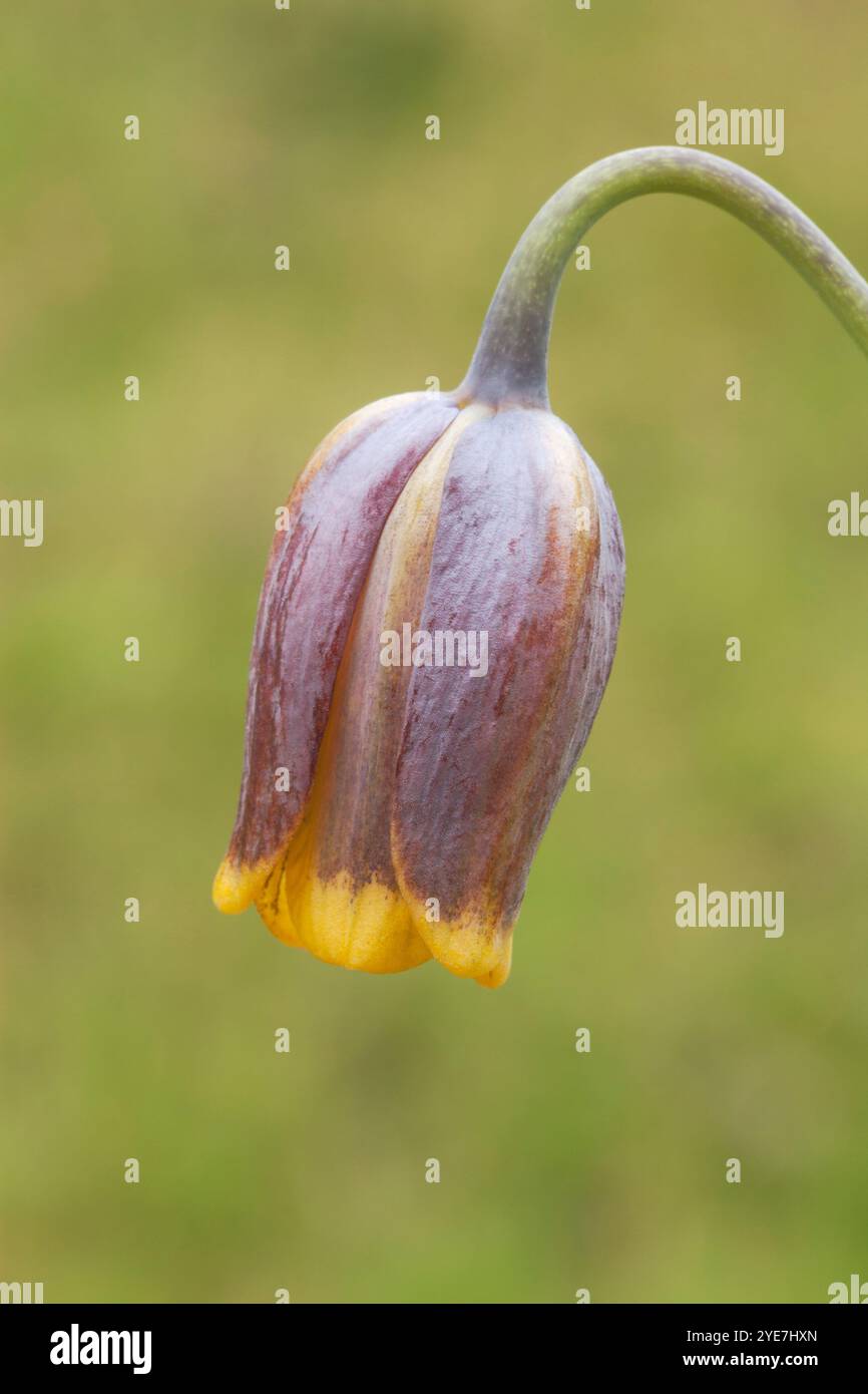 Fritillary uva vulpis hi-res stock photography and images - Alamy