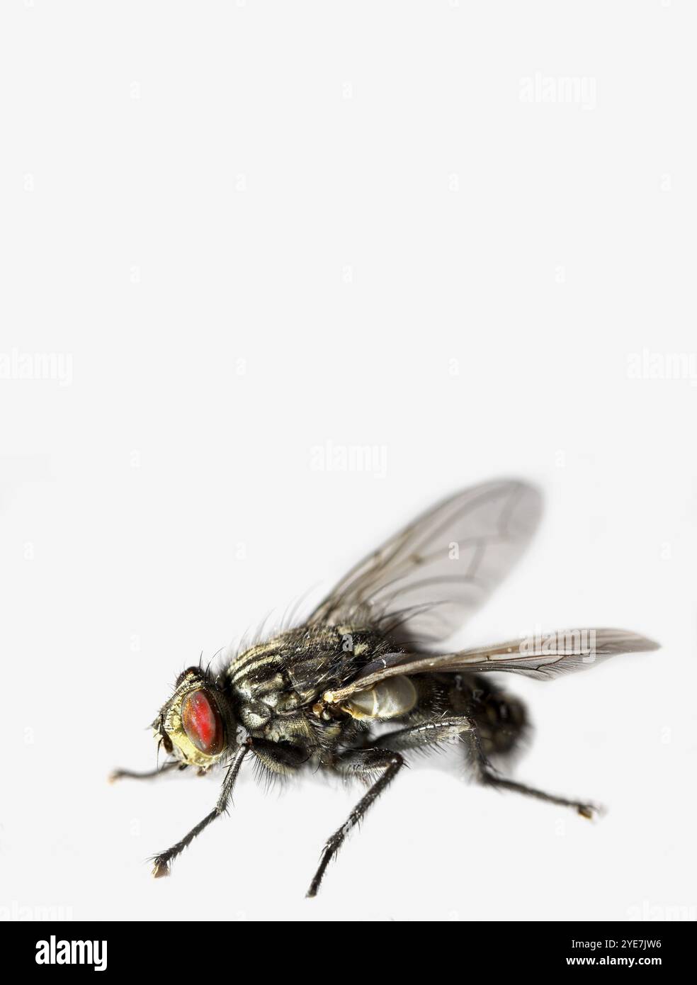 House fly control hi-res stock photography and images - Alamy