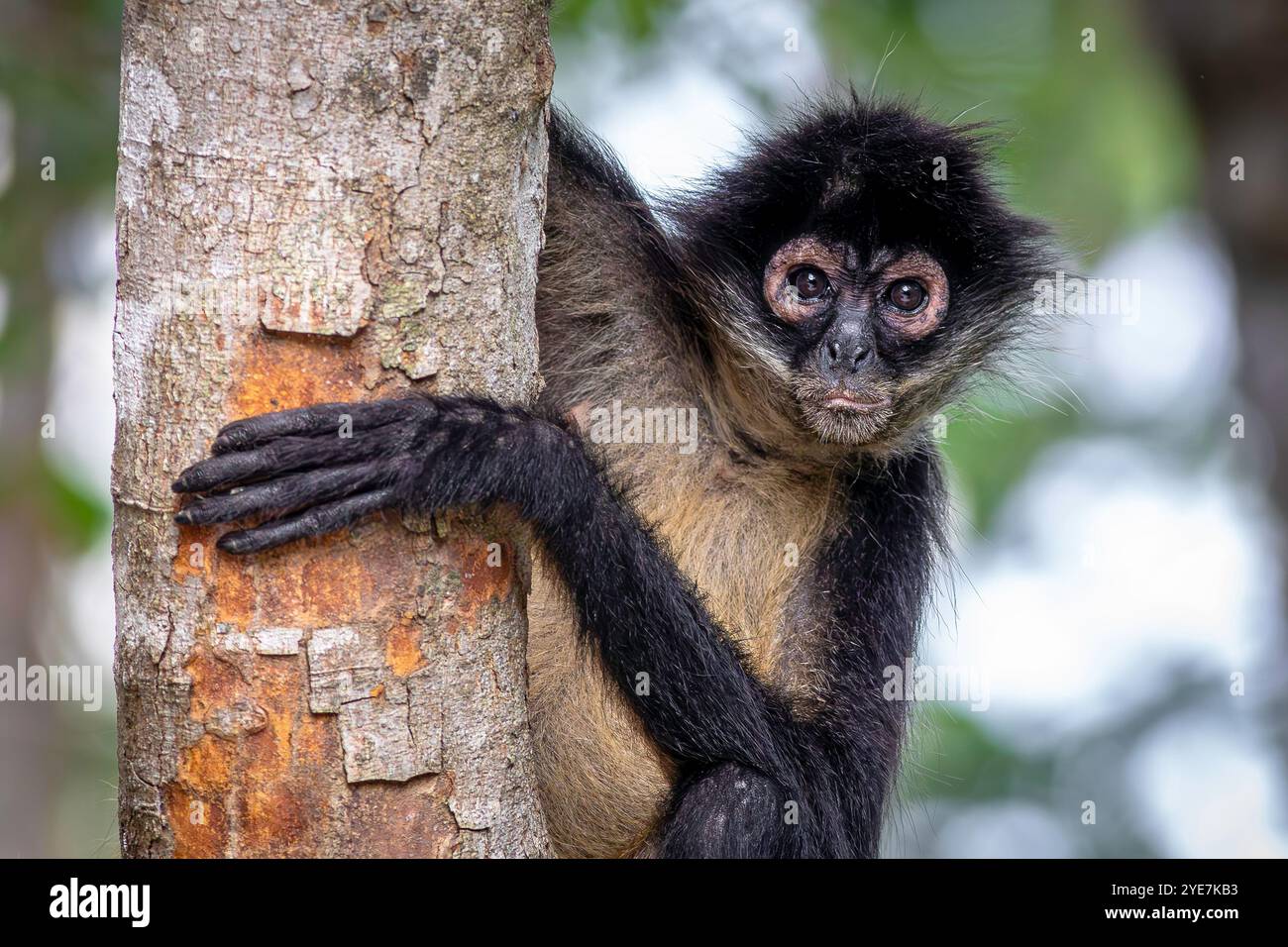 Monkey fingers hi-res stock photography and images - Alamy