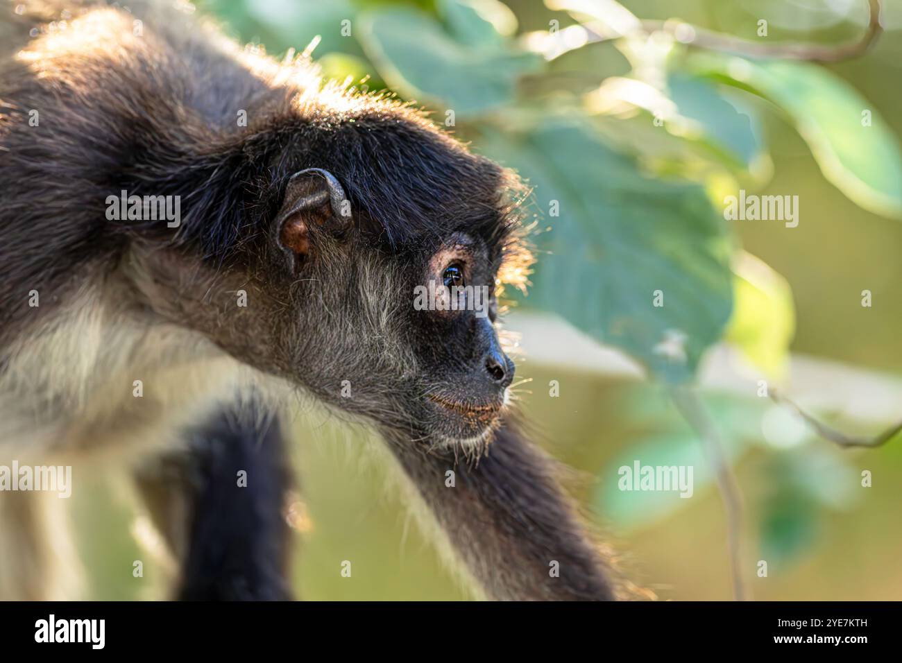 Geoffroy spider monkey hi-res stock photography and images - Alamy