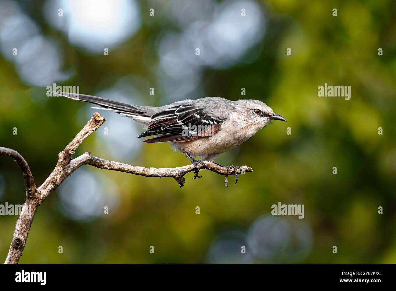 A TROPICAL MOCKINGBIRD LEANING FORWARD ON A LIMB IN THE AFTERNOON SUN ...