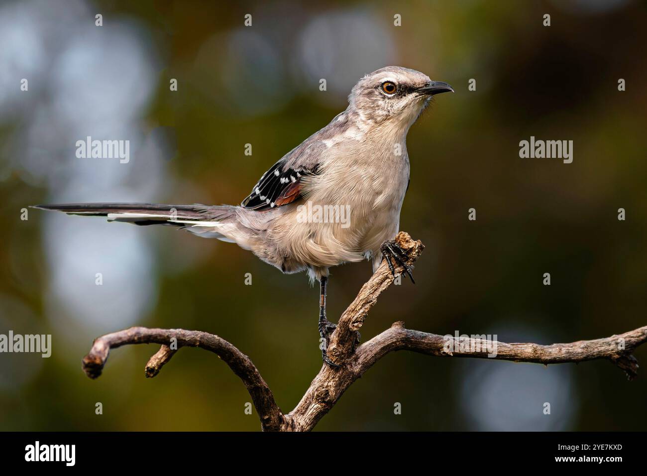 BEAUTIFUL TROPICAL MOCKINGBIRD BASKING IN THE CARIBBEAN SUN ON A LIMB ...