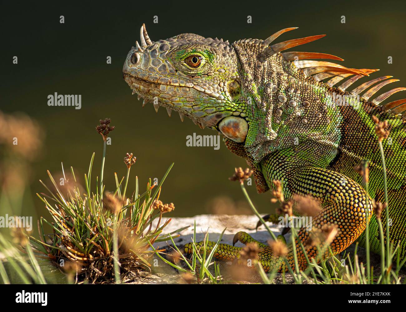 Green iguana iguana iguana detailed hi-res stock photography and images ...