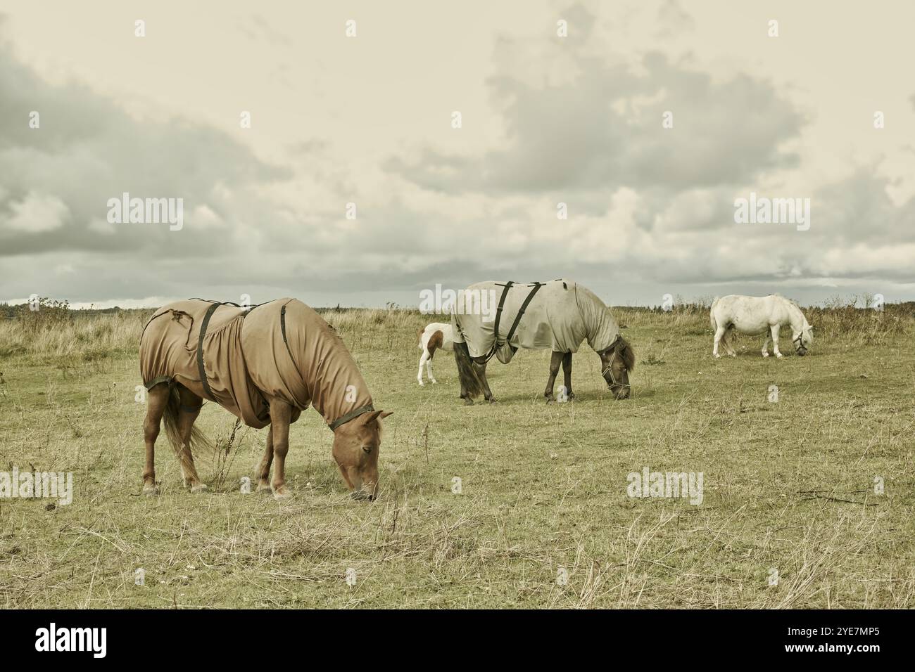 Horse, group and countryside with ground, agriculture and grass with ...