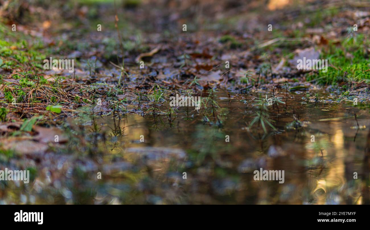 Close-up of a puddle in the forest with small plants growing out of it ...