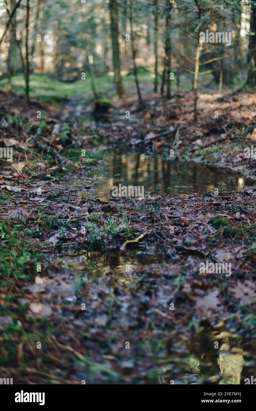Close-up of a puddle in the forest with small plants growing out of it ...