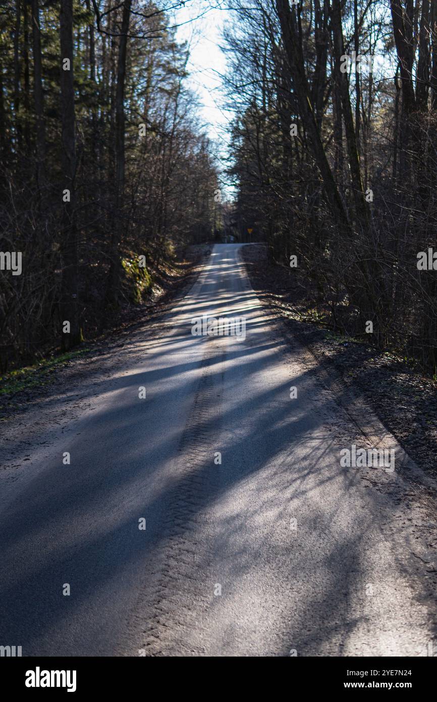 Straight asphalt road through a forest during sunset Stock Photo - Alamy